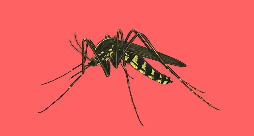 Dengue Fever Deaths Surge in Americas Due to Climate Crisis